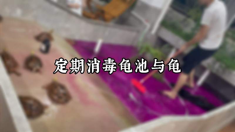 定期消毒龟池与龟,你多久消毒一次呢?