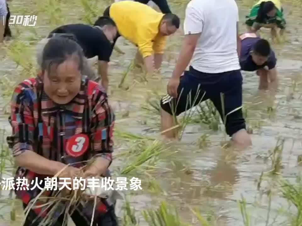 30秒|丰收的喜悦!稻田里徒手抓鱼庆丰收 村民游客乐翻天