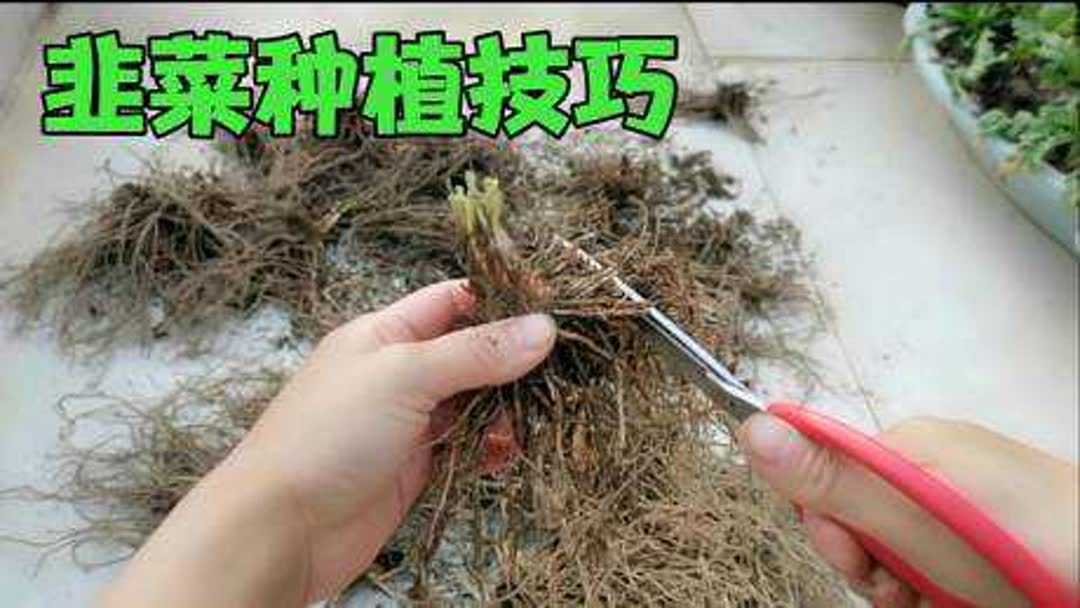 韭菜种植技巧,只需一招,韭菜长得又快又好