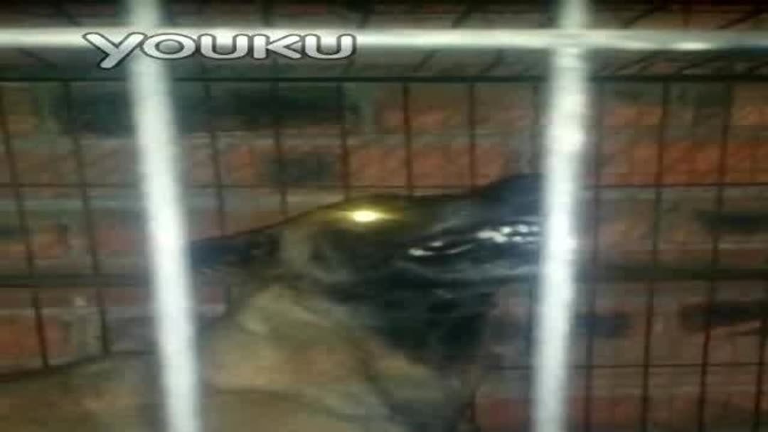 【搏击视频】马犬打架马犬PK咬人猛犬_超清