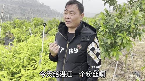 很多网友都问老林,现在种植黄晶果可不可以,今天给大家讲讲