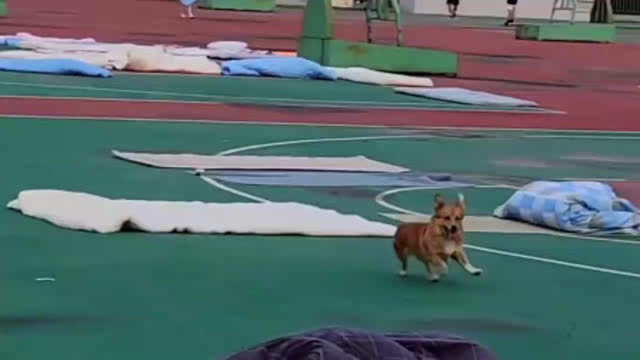 学校的这只流浪狗到底祸害了多少被子啊