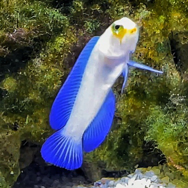 巨水狼狗脂鲤 