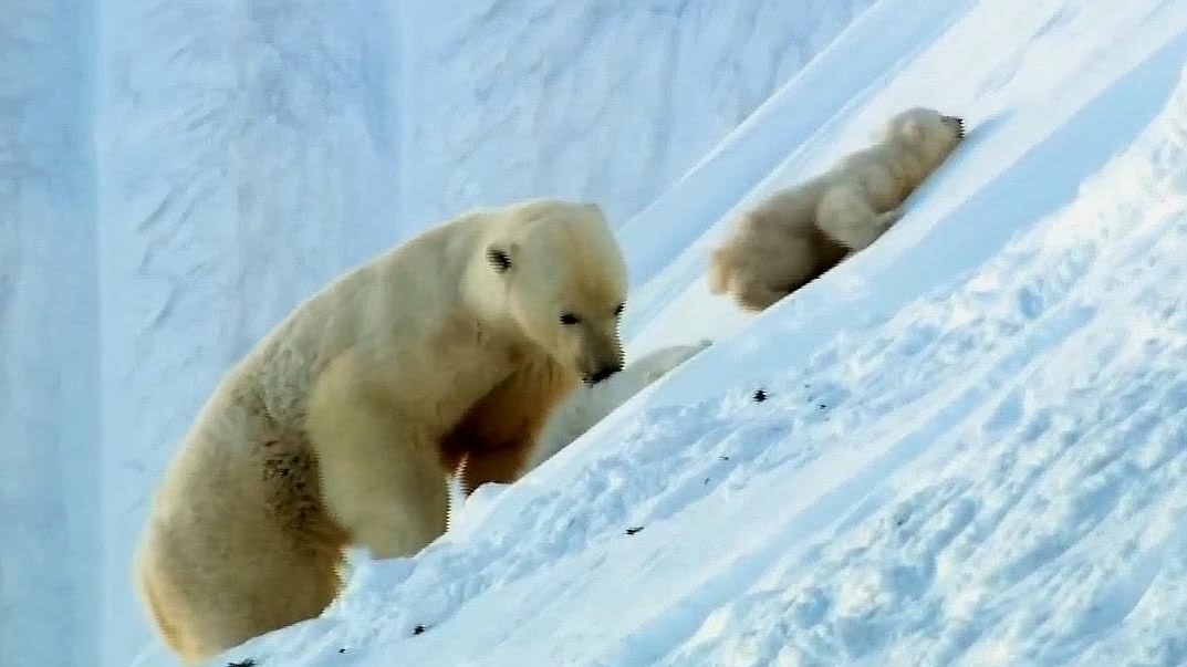 小北极熊宝宝迈出了人生的第一步