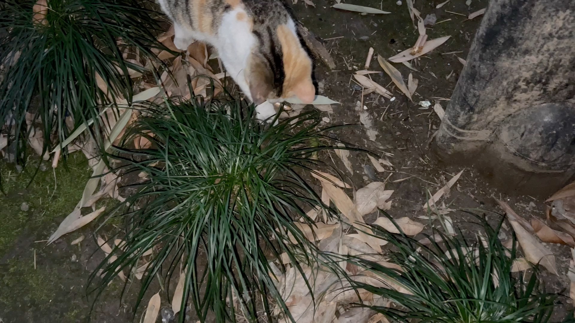 真实记录猫抓老鼠(上集)