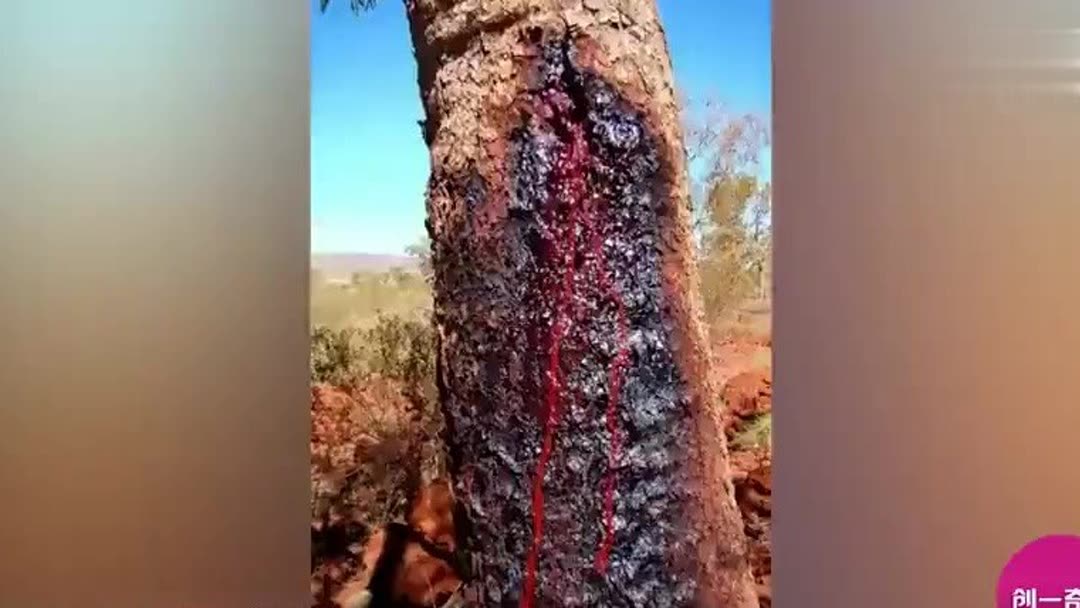 世界上最神奇的树,被砍后还会流血!