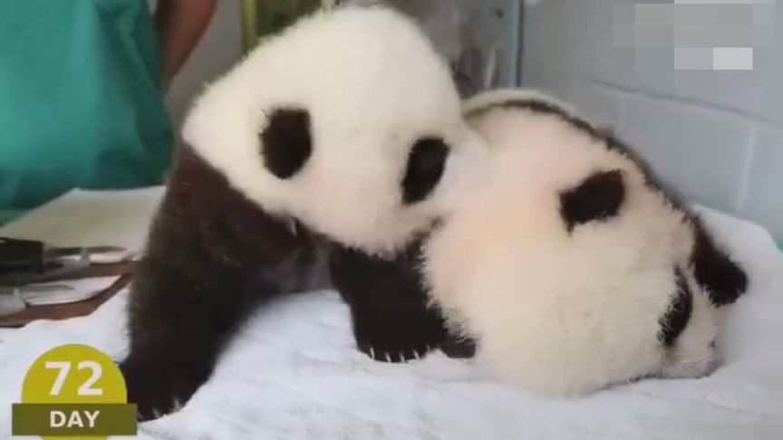 熊猫宝宝成长全过程,一步步变成白加黑