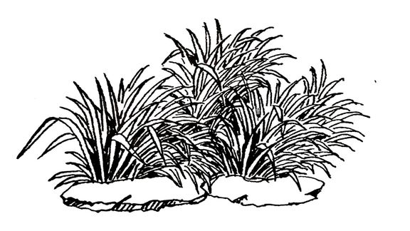 零基础钢笔画学习:简简单单画堆草,没事练练!