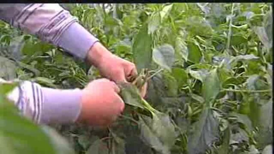 辣椒的种植与管理_辣椒种植管理技术