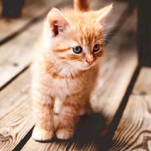 猪晨世界第一可爱 