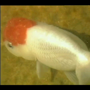 山东春晓观赏鱼 