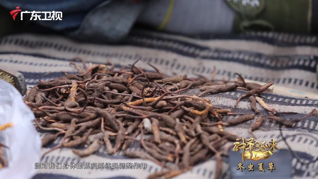 神草36味:冬虫夏草有何功效