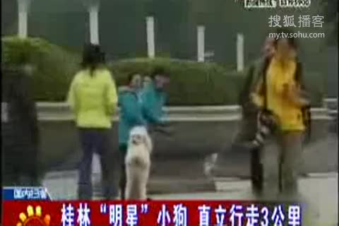 小狗用两只后腿直立行走3公里