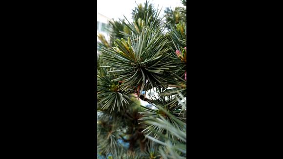 亲,有认识这是啥松树吗,开花结果了!