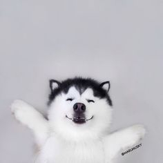 TheRealKivi 