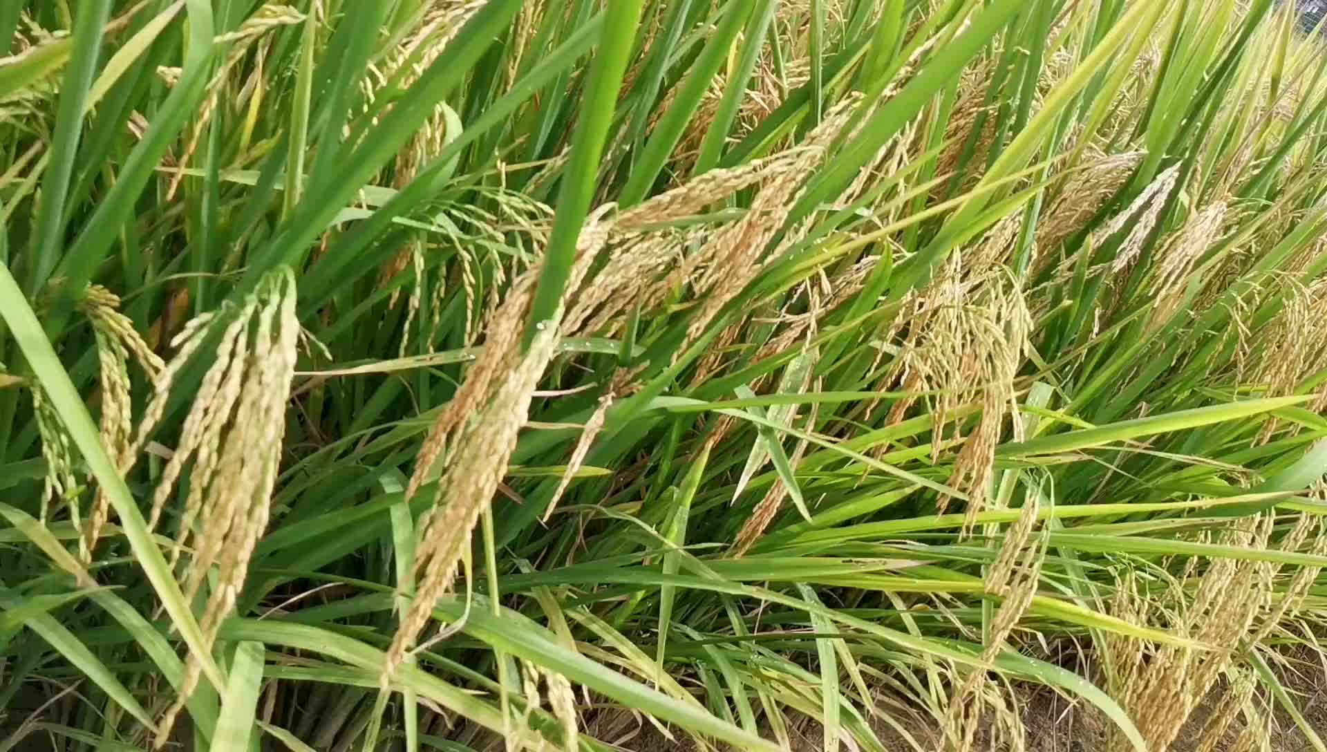 水稻即将成熟,农村出生的我,来到城市多年已全然不会农活了…