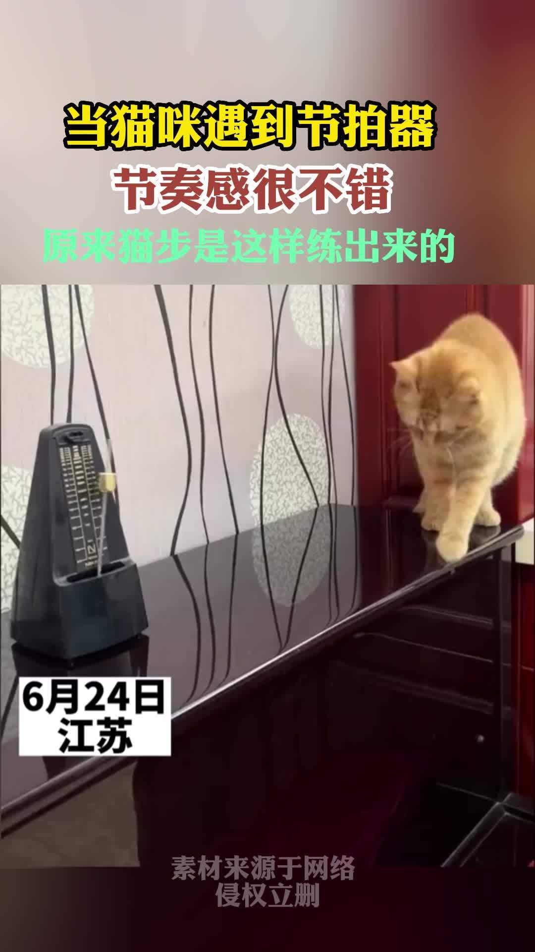 当猫咪遇到节拍器,节奏感很不错
