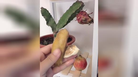 盆栽种植芒果的进来教你