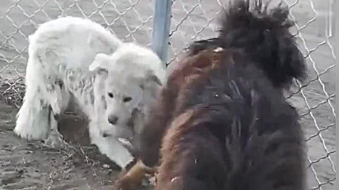 藏獒和狼王相遇,展开了一场厮杀,不料狼王被藏獒秒杀了!