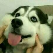 风竹教主解说 