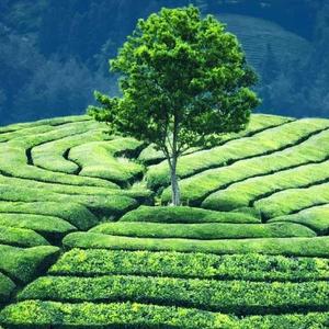 成功之旅赵哥 