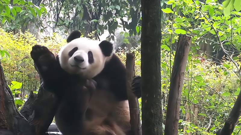 这视频有毒!熊猫花式挠痒,挠到停不下来,太逗了哈哈