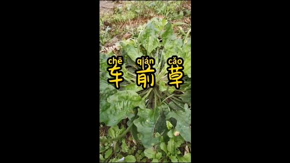 车前草又名平车前