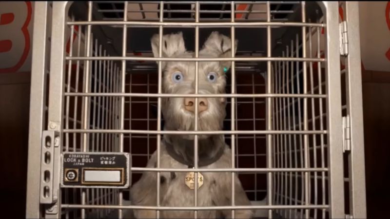 犬之岛:日本狗狗的数量激增,犬流感肆虐