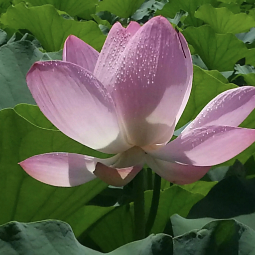 乔治小小桑 
