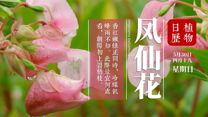 凤仙花:它是女性朋友的最爱 毛主席都写诗赞它 你了解它的作用么
