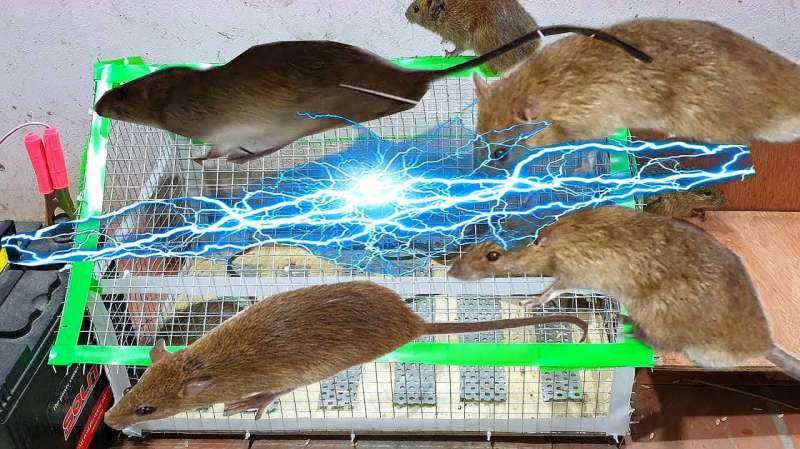 大叔真狠心,发明电流捕鼠神器,家里老鼠一个不留!