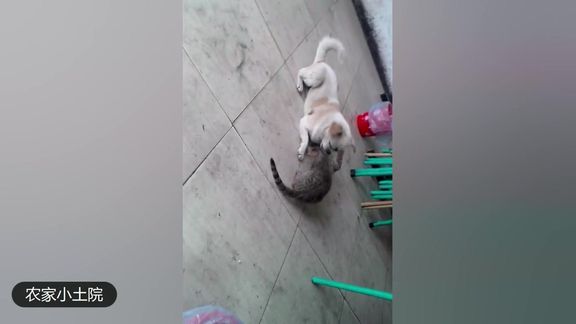 猫和狗就是这样打架的,小猫咪永远是胜利的一方