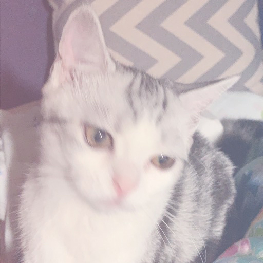 鹌鹑不是猫 