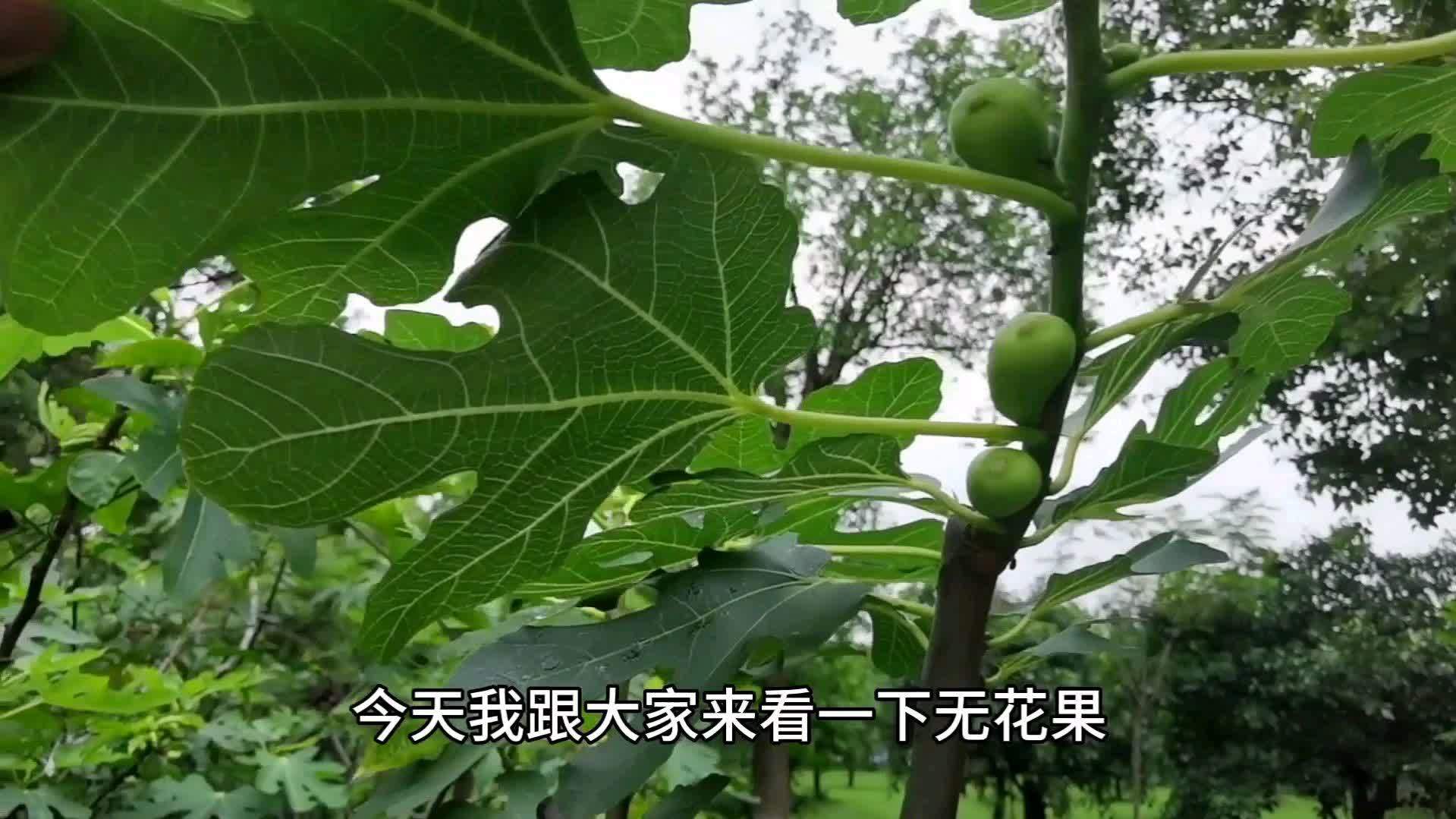 无花果要增产就必须修剪
