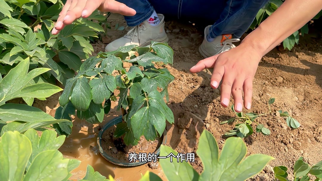 夏季盆栽牡丹根系养护方法一定要学哟