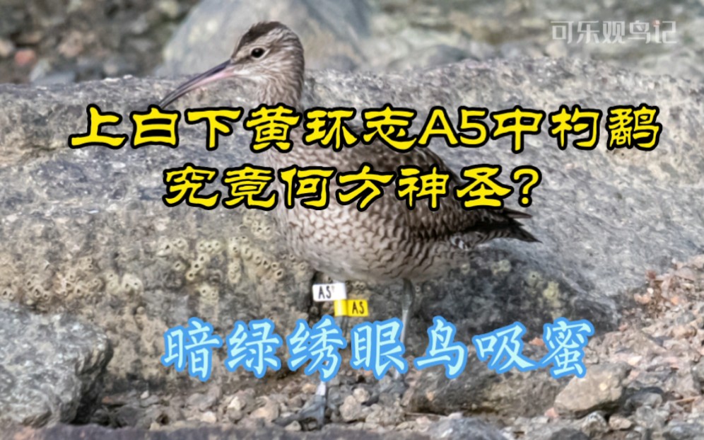 【科普贴】上白下黄“环志”中杓鹬究竟是何方神圣?围观暗绿绣眼鸟...