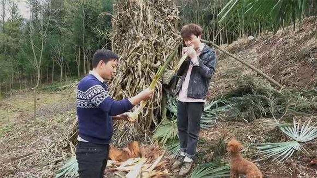 农村小伙砍一棵棕树请朋友吃,清甜脆嫩,朋友吃的赞不绝口