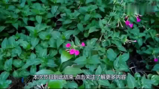 农村这种"地雷花",药用价值很大,您若遇见,请别轻视或摘掉!