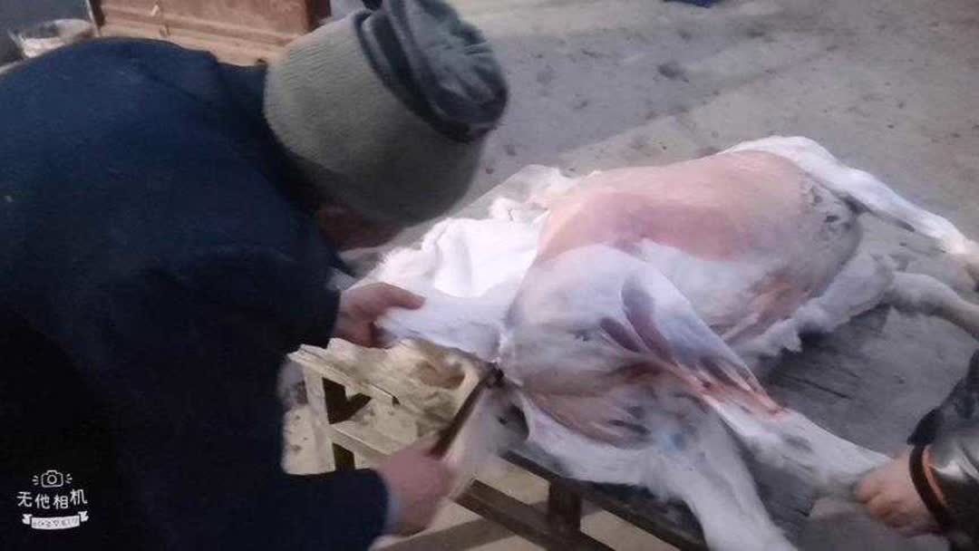 实拍河南剥好的羊肉价格是什么价,这个价格农民能承受起吗?