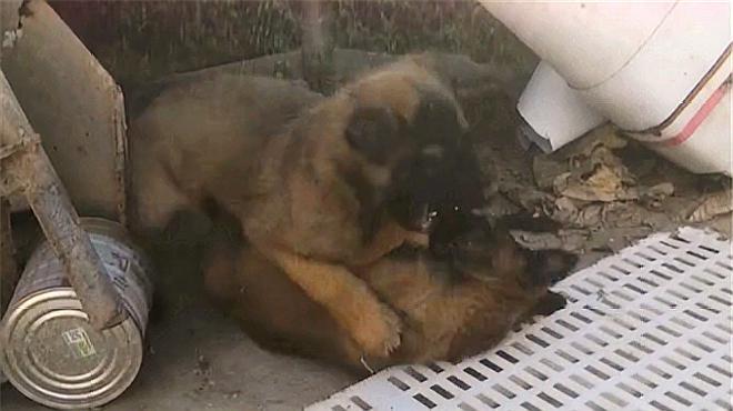 马犬不是不打架,是不给它打架的机会,这场面十分激烈!