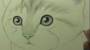手绘画教程-如何画萌猫咪 简单素描大全