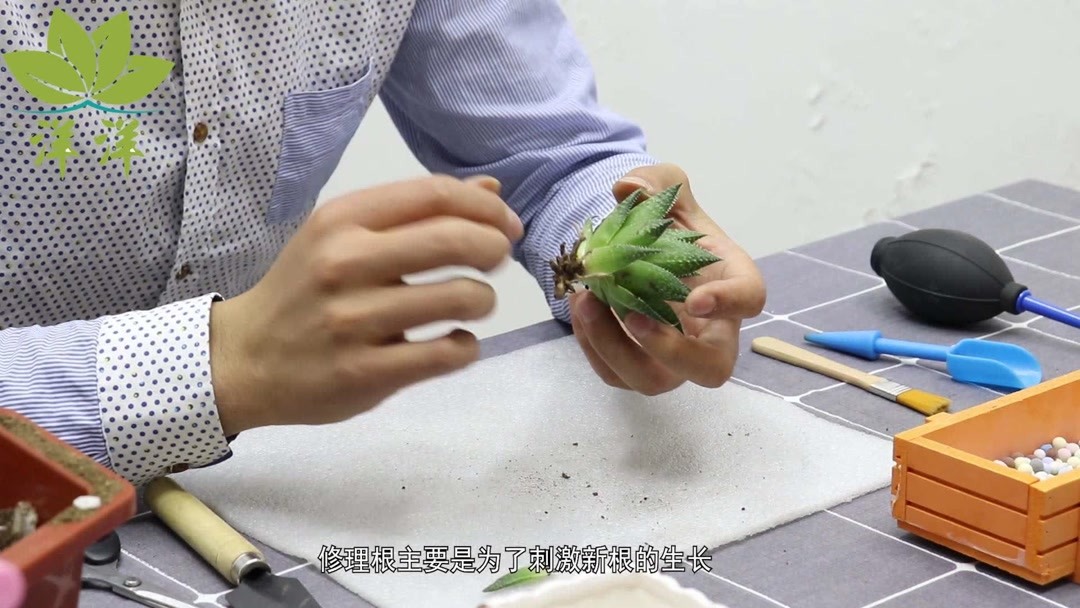 波露的种植及养护方法!