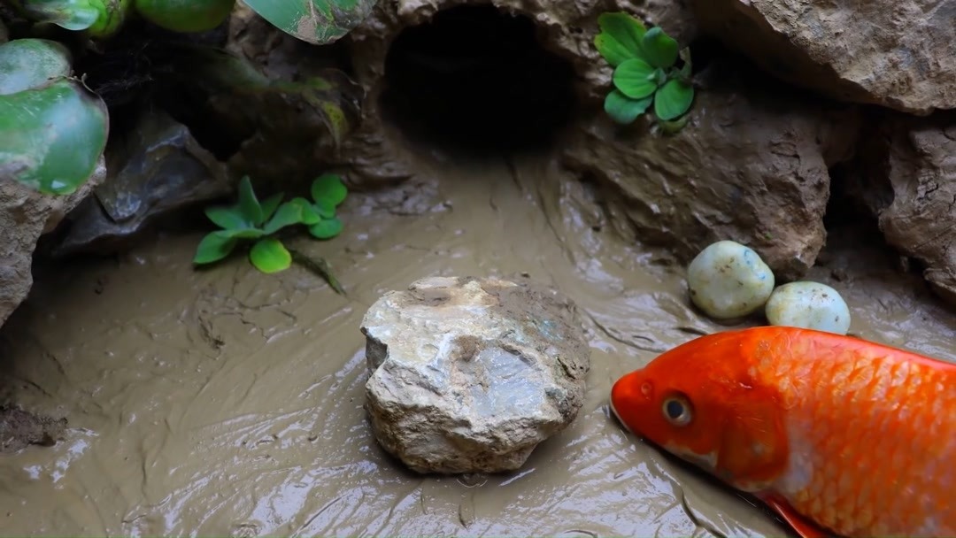 定格动画 七彩鲤鱼捕鱼视频