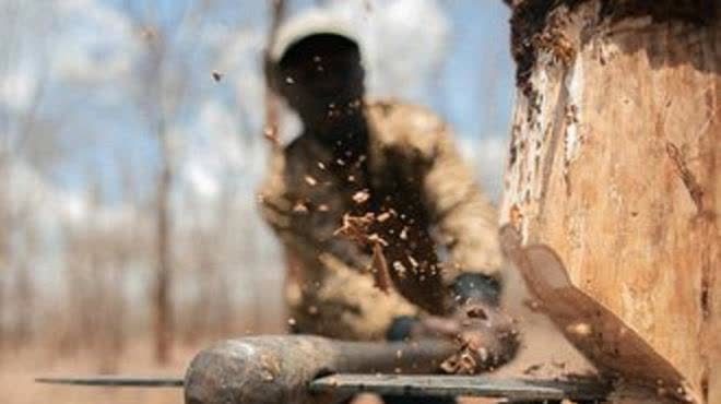 请大家注意!以后看到这种树木千万不能砍!已经有人被判刑了!