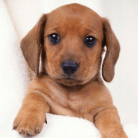 动物世界奇葩说