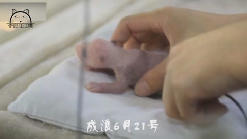 熊猫宝宝出生到满月全过程,粉嘟嘟的小宝宝,满月后穿上了衣服