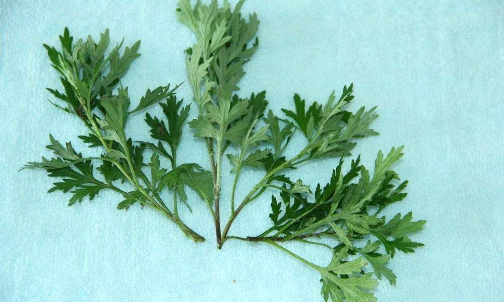 艾叶具有温经止血驱寒的功效,女性吃一些,对身体很有好处