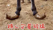 穿着卓别林大头鞋,蹄心包着玻璃跳着走,修蹄后走路正常了