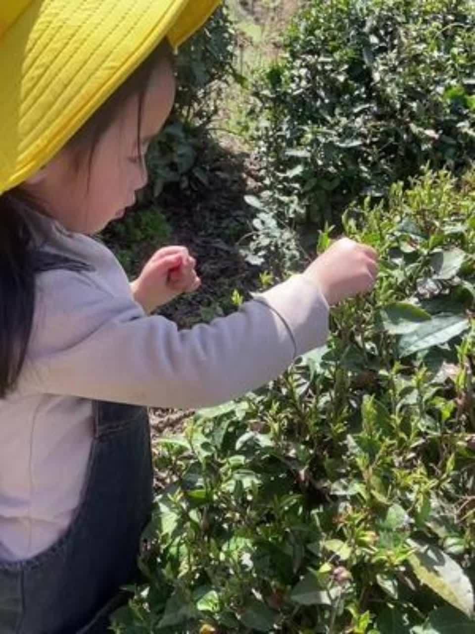 小小采茶工带着她的,采摘了春日里的第一杯新茶#富硒茶 #我的乡村...