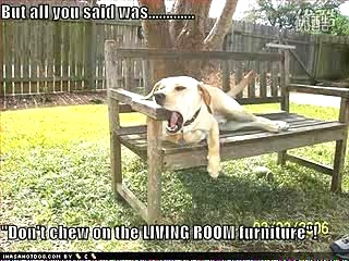 搞笑狗狗图片第一次见!